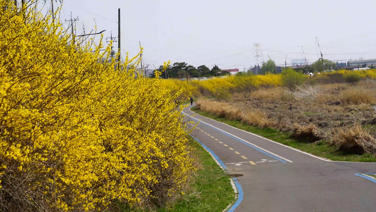 Forsythia, Spring Flowers, Trail. Free Stock Video - Pixabay