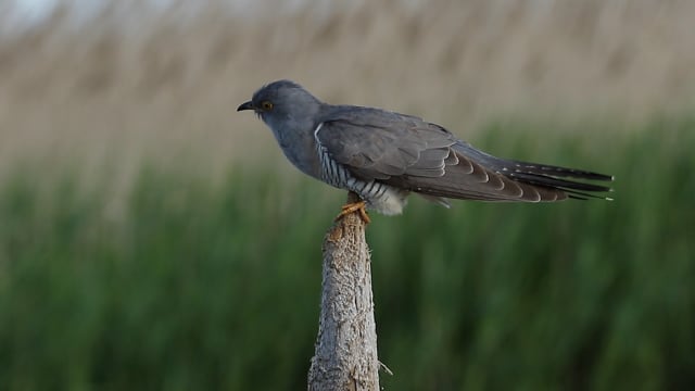 Bird, Cuckoo Bird, Cockoo. Free Stock Video - Pixabay
