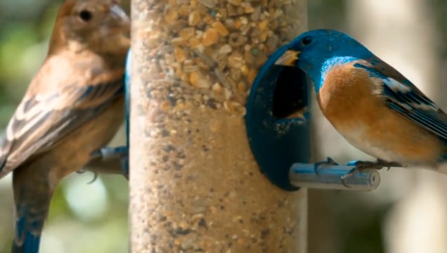 Beautiful Bird Nature, Eats A Bird, Eating Wheat Bird. Free Stock Video ...