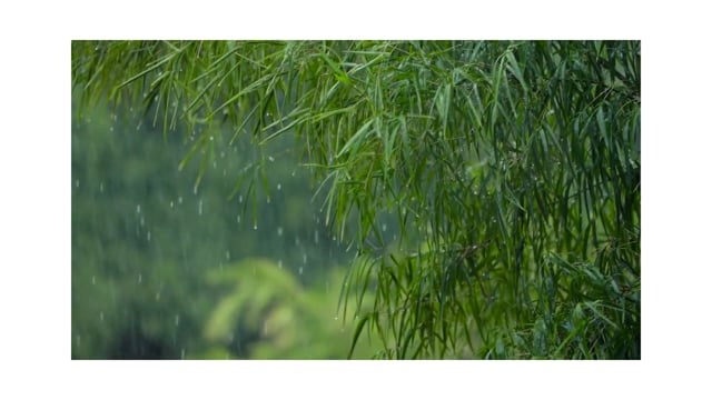 Peaceful, Rain, Nature. Free Stock Video - Pixabay
