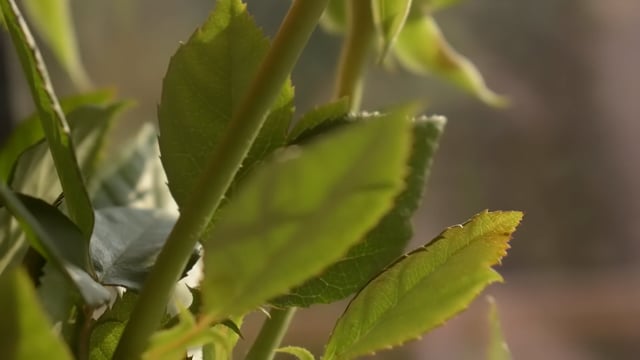 Closeup, Rose, Slowly. Free Stock Video - Pixabay