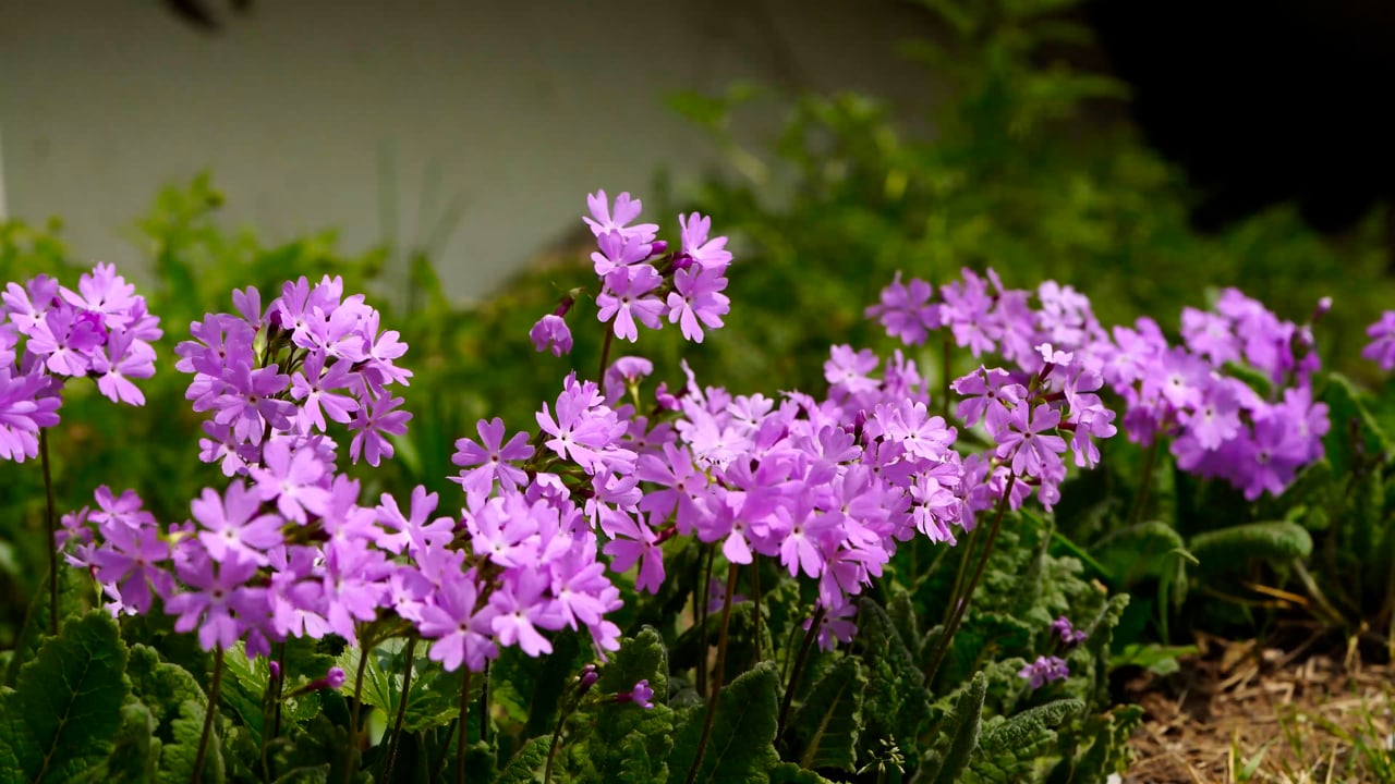 Primrose Flower, Wind, Wildflower. Free Stock Video - Pixabay
