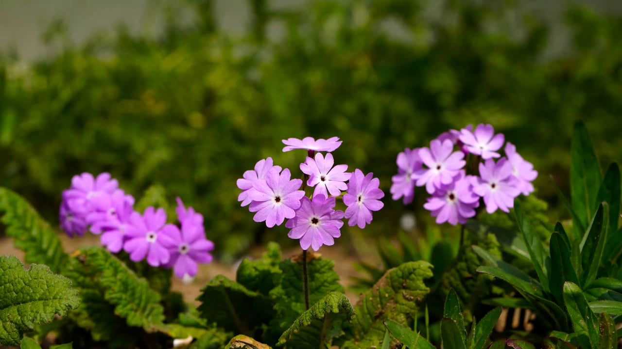 Primrose Flower, Wind, Wildflower. Free Stock Video - Pixabay