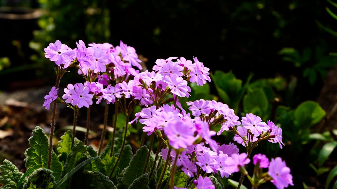 Primrose Flower, Wind, Wildflower. Free Stock Video - Pixabay