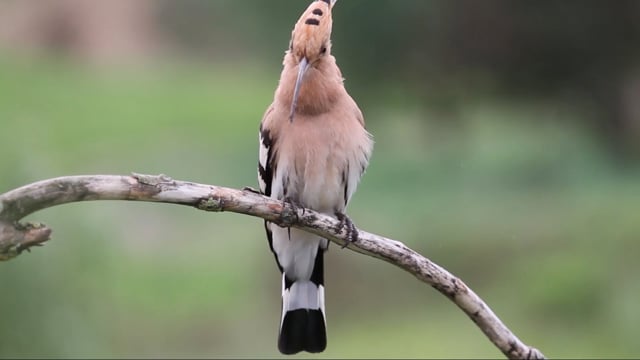 Hoopoe, Bird, Animal. Free Stock Video - Pixabay