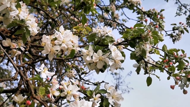 Flora, Nature, Wind. Free Stock Video - Pixabay