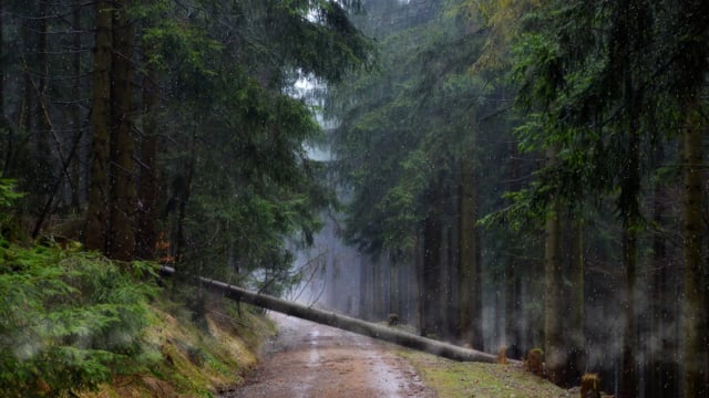 Page 2 - Rain Forest Videos: Download 13,255+ Free 4K & HD Stock ...