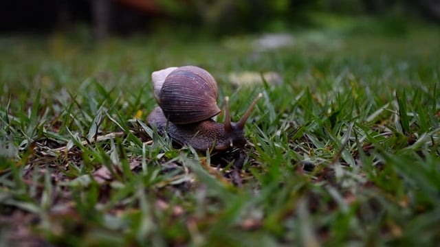 Snail, Shell, Nature. Free Stock Video - Pixabay