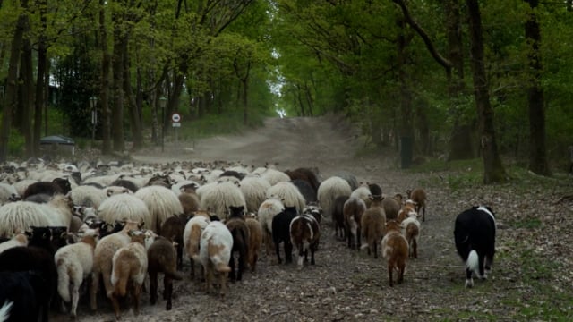 Pecora Animale Da Fattoria - Free video on Pixabay
