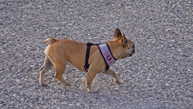 6+ gratis videoer HD- og 4K-klipp av Dog Anatomy og Hund - Pixabay