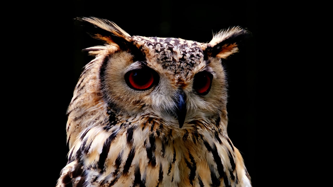 Hoot Hoot Videos: Download 1+ Free 4K & HD Stock Footage Clips - Pixabay