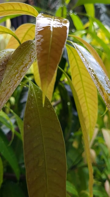 Mango Videos: Download 8+ Free 4K & HD Stock Footage Clips - Pixabay