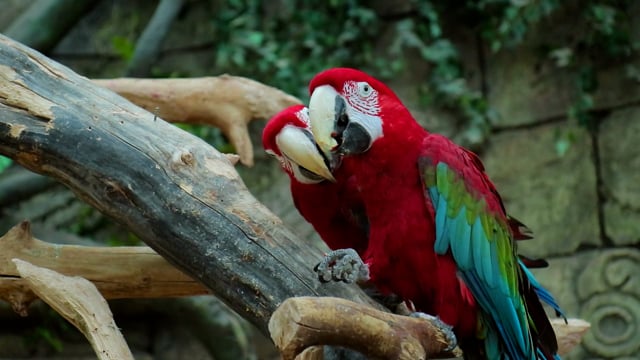 Talking Parrots Videos: Download 373+ Free 4K & HD Stock Footage Clips ...