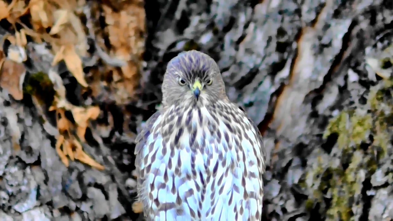 Faucon Faune Prédateur Oiseau De - Free video on Pixabay - Pixabay