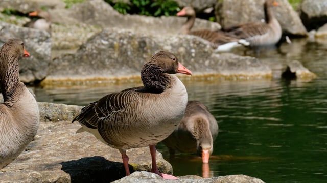 Greylag Goose, Goose, Bird. Free Stock Video - Pixabay