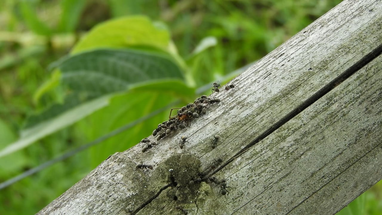 Ants, Insects, Work. Free Stock Video - Pixabay
