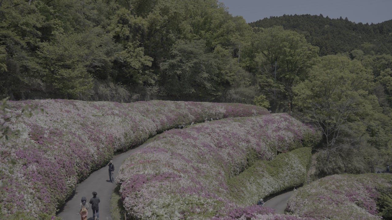Azalea Videos: Download 33+ Free 4K & HD Stock Footage Clips - Pixabay