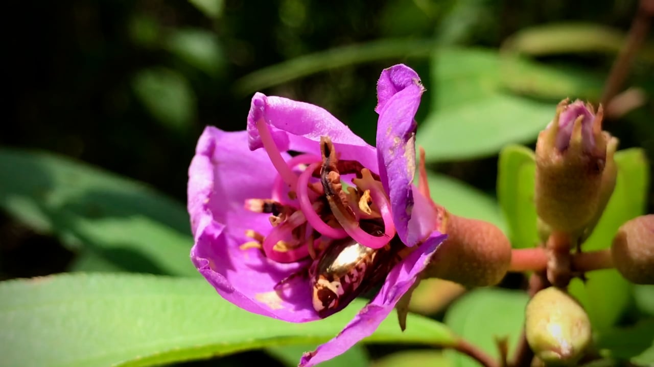 Flower, Bloom, Forest. Free Stock Video - Pixabay