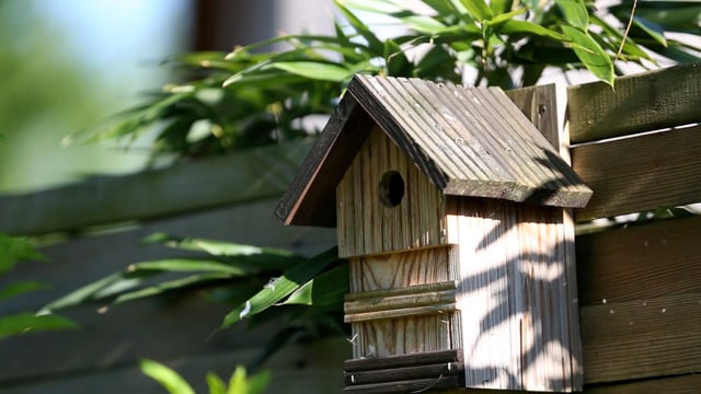 Bird, Nesting Box, Approach. Free Stock Video - Pixabay