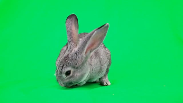 Rabbit, Pet, Cute. Free Stock Video - Pixabay