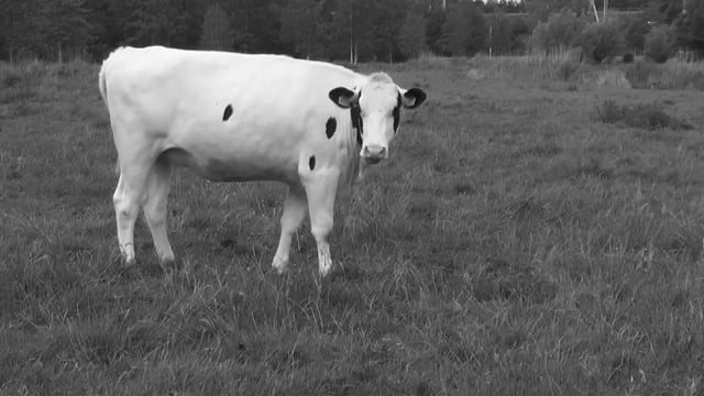 Cow, Mammal, Animal. Free Stock Video - Pixabay