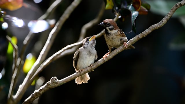 Avian World Videos: Download 1,506+ Free 4K & HD Stock Footage Clips ...