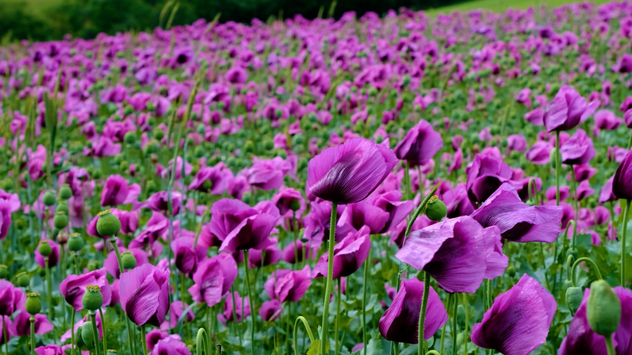Poppy, Flower, Violet. Free Stock Video - Pixabay