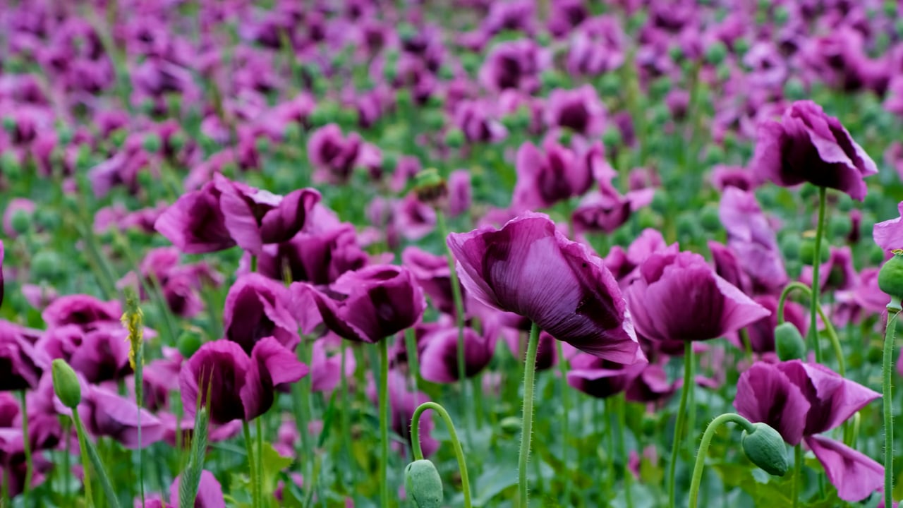Poppy, Flower, Violet. Free Stock Video - Pixabay
