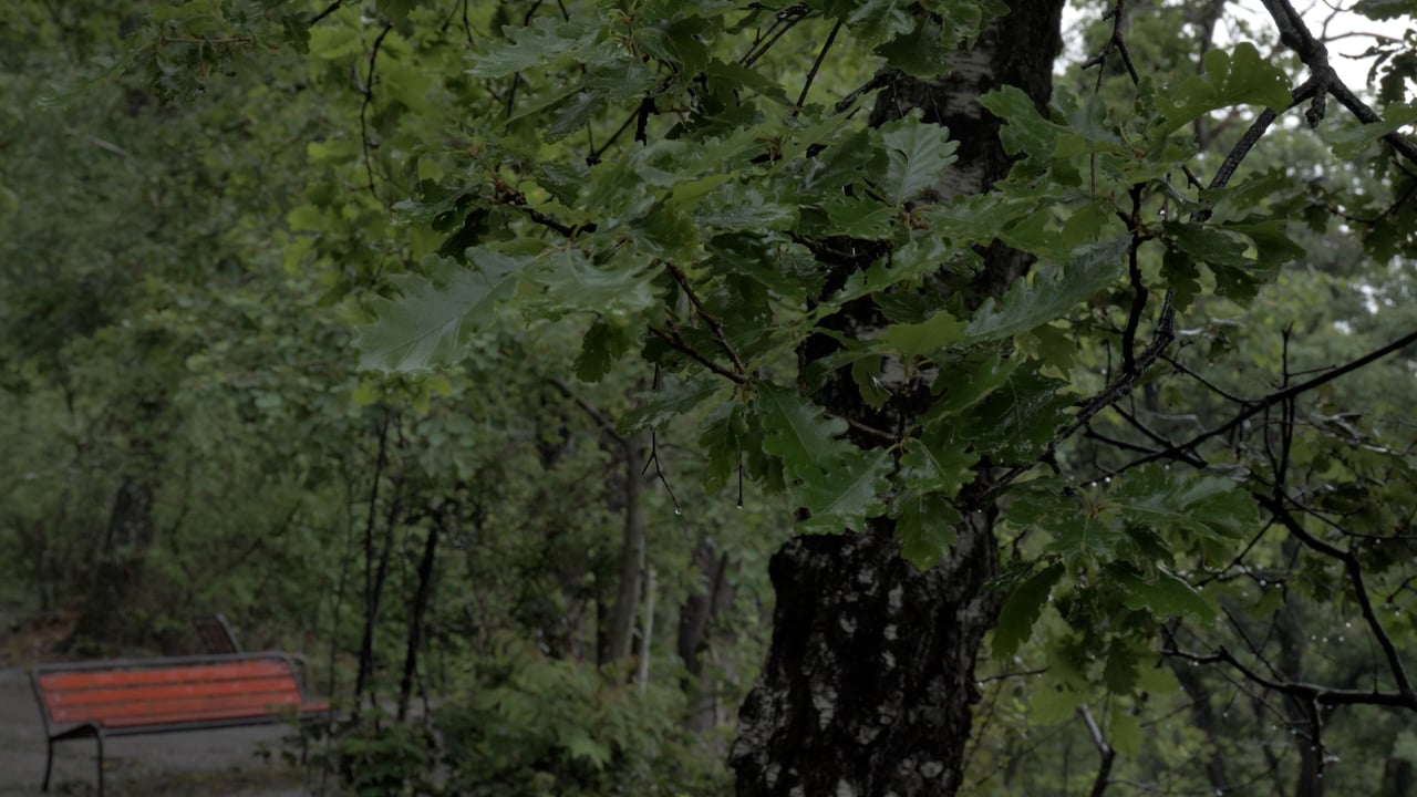 Aesthetic Rainy Day Videos: Download 2,024+ Free 4K & HD Stock Footage ...
