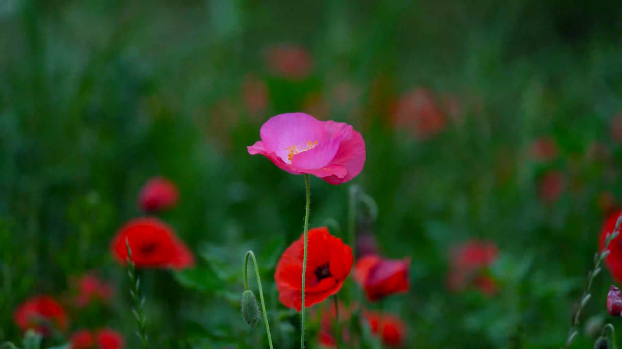 Flower Beautiful Flowers Videos: Download 12,540+ Free 4K & HD Stock ...