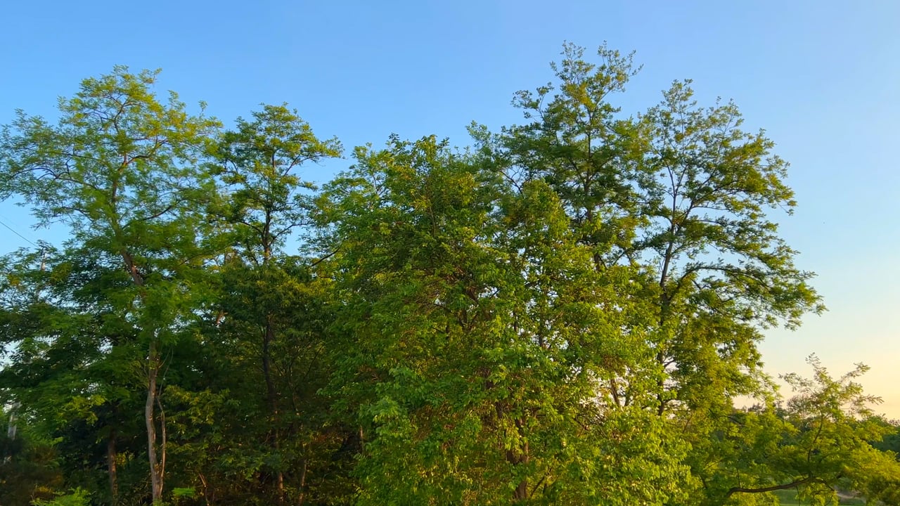 Wind Nature Landscape Free Stock Video Pixabay
