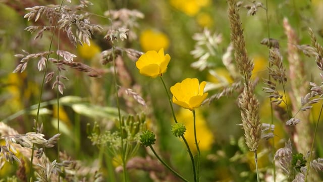 Buttercup, Grass, Field. Free Stock Video - Pixabay