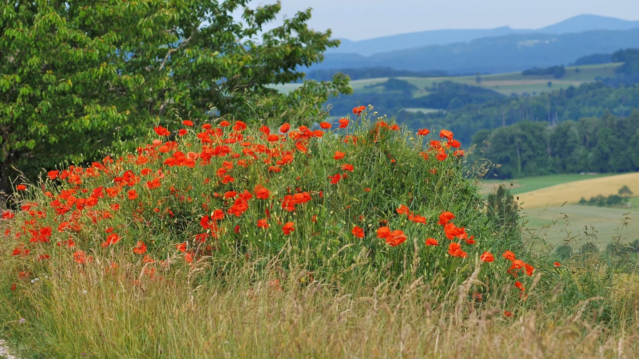 Free Flower Videos: 4K Nature Footage & HD Clips for Download - Pixabay