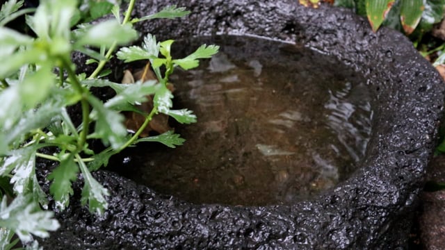 Rain Drop, Rain, Meditation. Free Stock Video - Pixabay