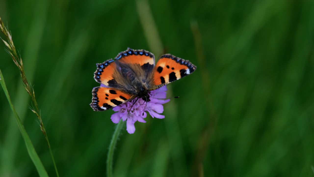 Butterfly- Videos: Download 934+ Free 4K & HD Stock Footage Clips - Pixabay