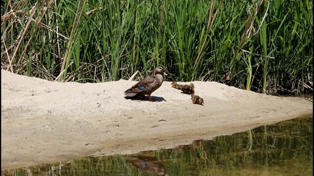White-Cheeked Duck, Spot Billed Duck, Duckling. Free Stock Video - Pixabay