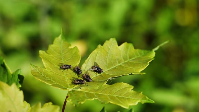 Flies Videos: Download 584+ Free 4K & HD Stock Footage Clips - Pixabay