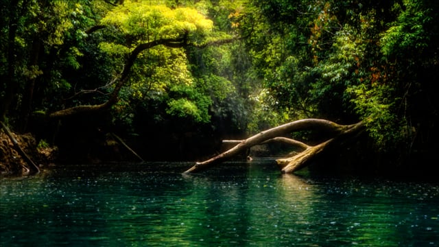Log Video Videos: Download 1,420+ Free 4K & HD Stock Footage Clips ...