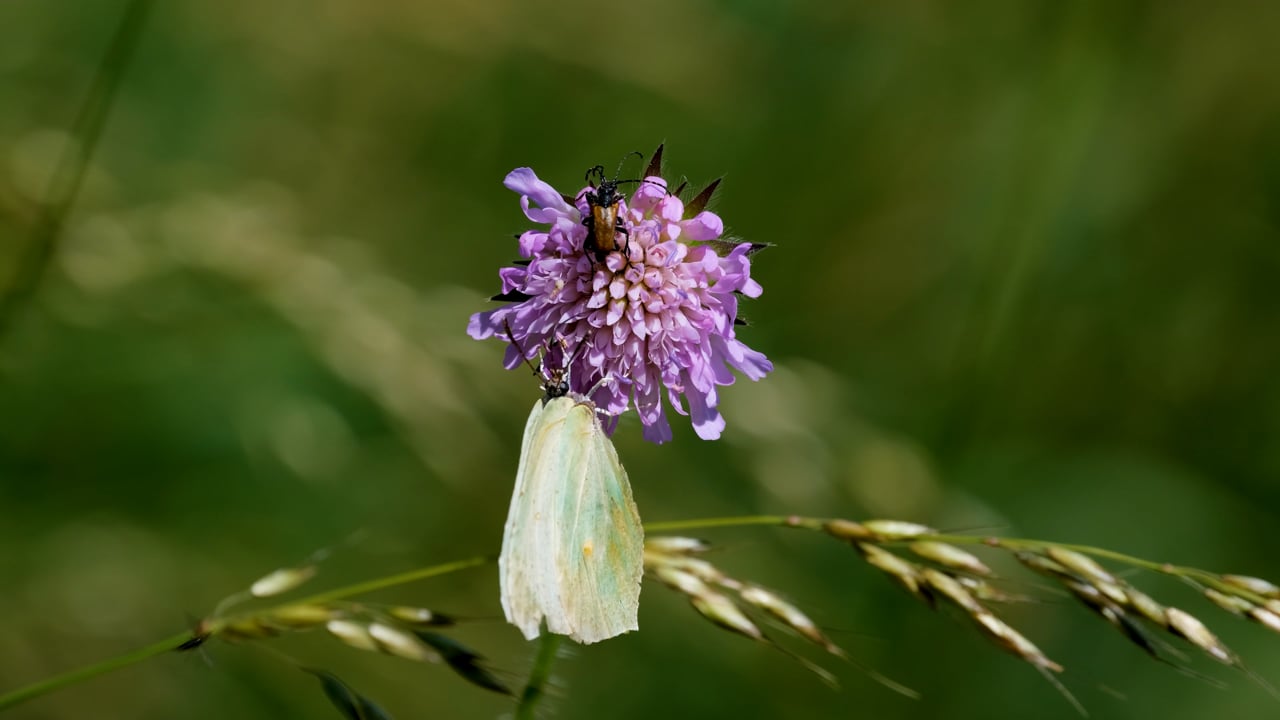 Butterfly Wings Videos: Download 1,612+ Free 4K & HD Stock Footage ...