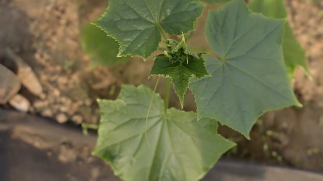 Pepino Comida Verduras - Free video on Pixabay - Pixabay