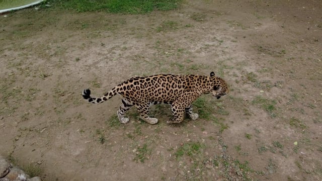 Leopardo Gato Felino - Free video on Pixabay