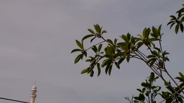 Tree, Nature, Relax. Free Stock Video - Pixabay