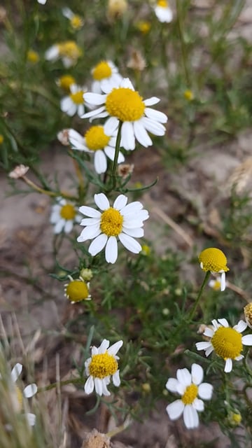 Chamomile, Flowers, Summer. Free Stock Video - Pixabay