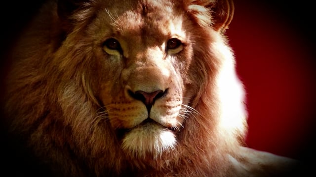 Lion, Feline, Talking. Free Stock Video - Pixabay