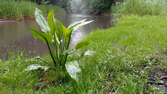 River, Trees, Rain. Free Stock Video - Pixabay