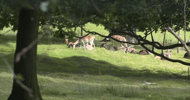 Deer, Trees, Wildlife. Free Stock Video - Pixabay