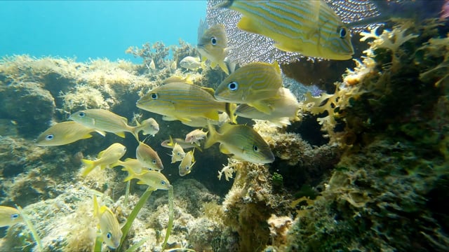 Tropical Fish, Roatan, French Grunt. Free Stock Video - Pixabay