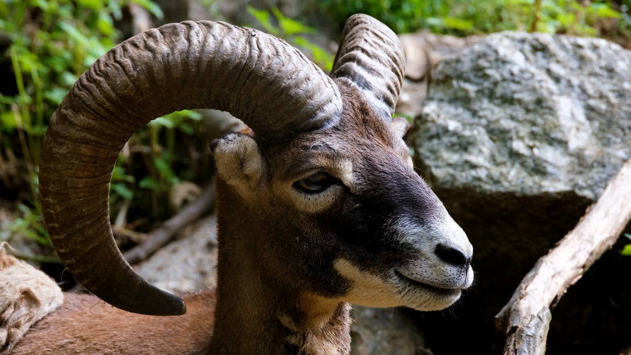 Mouflon, Head, Horns. Free Stock Video - Pixabay