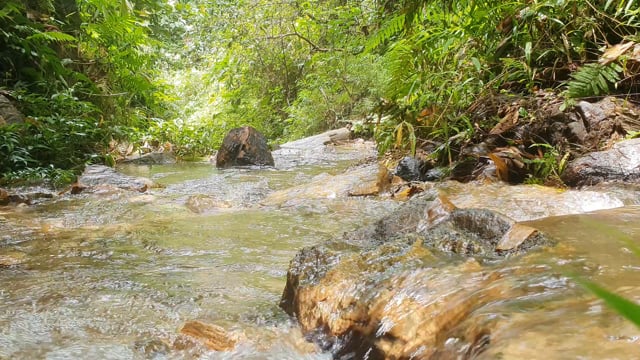 Stream, Trees, Country. Free Stock Video - Pixabay