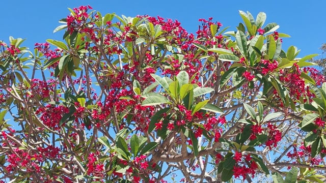 Red Flowers, Red Roses, Red Flower Tree. Free Stock Video - Pixabay